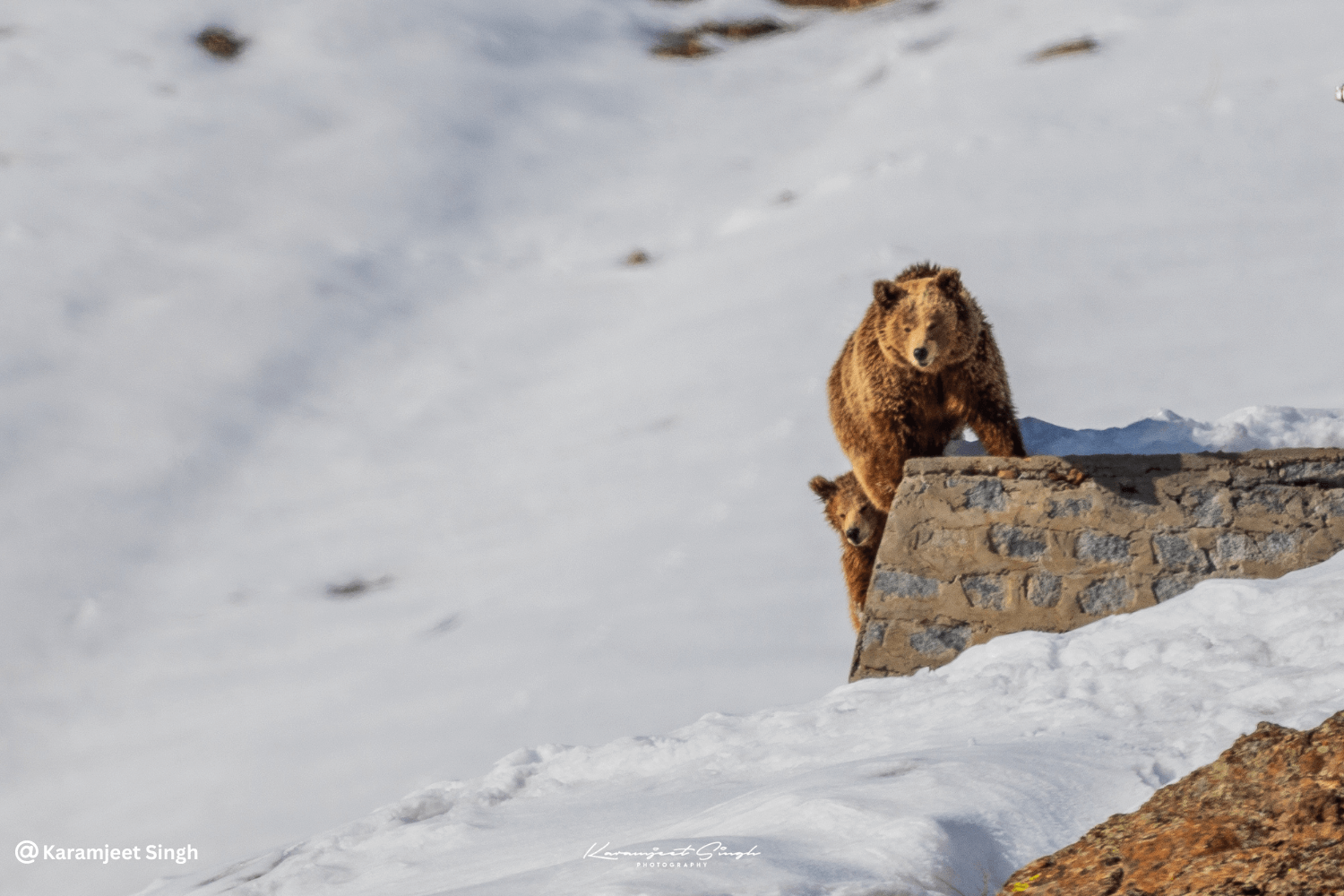 Brown Bear Tours Leh Ladakh | Wildlife Sanctuary Of Ladakh | Birding Tours Package Leh Ladakh